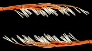 Quality Optical Fiber Trunk Cable Assemblies - Made in USA